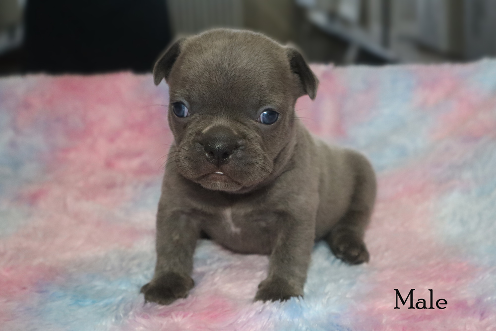 RW’s Ace & RW’s Samantha French Bulldog Litter - Blue Diamond Family Pups