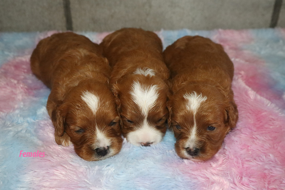 Tiffany & Charlie F1 Cavapoo Litter - Blue Diamond Family Pups