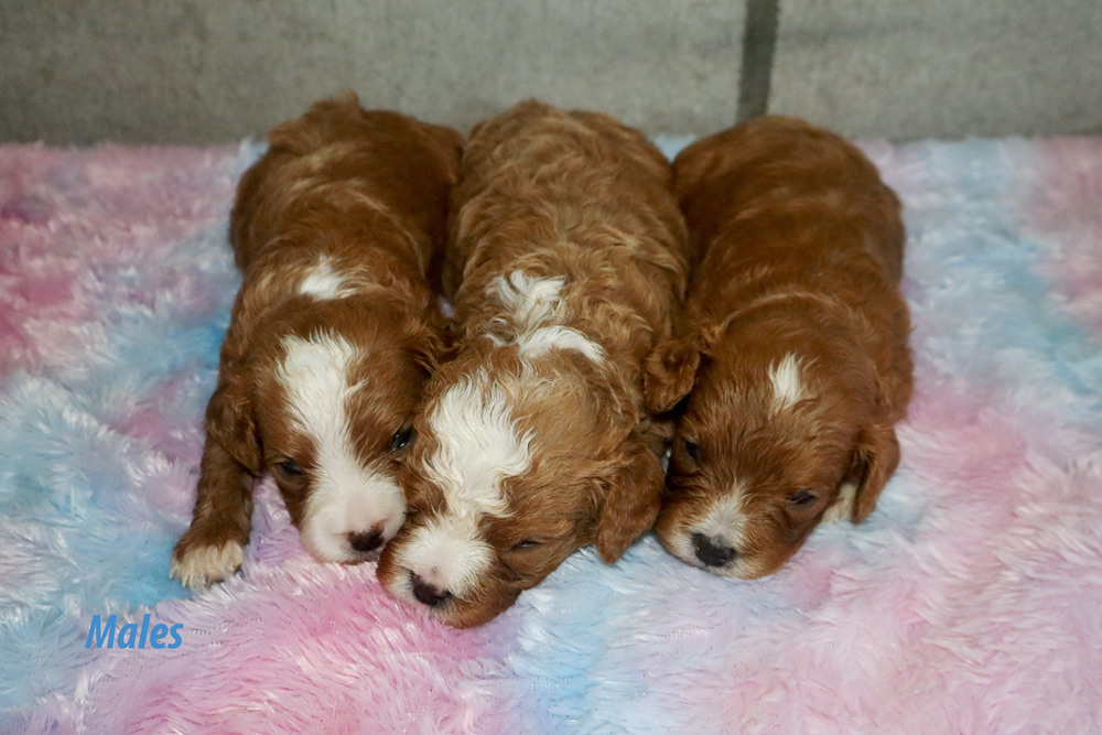 Tiffany & Charlie F1 Cavapoo Litter - Blue Diamond Family Pups